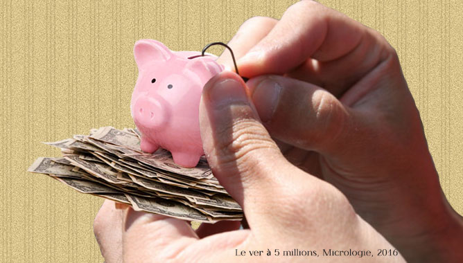 les bourdons bosseurs ont la vie dure dans les serres à tomates ...